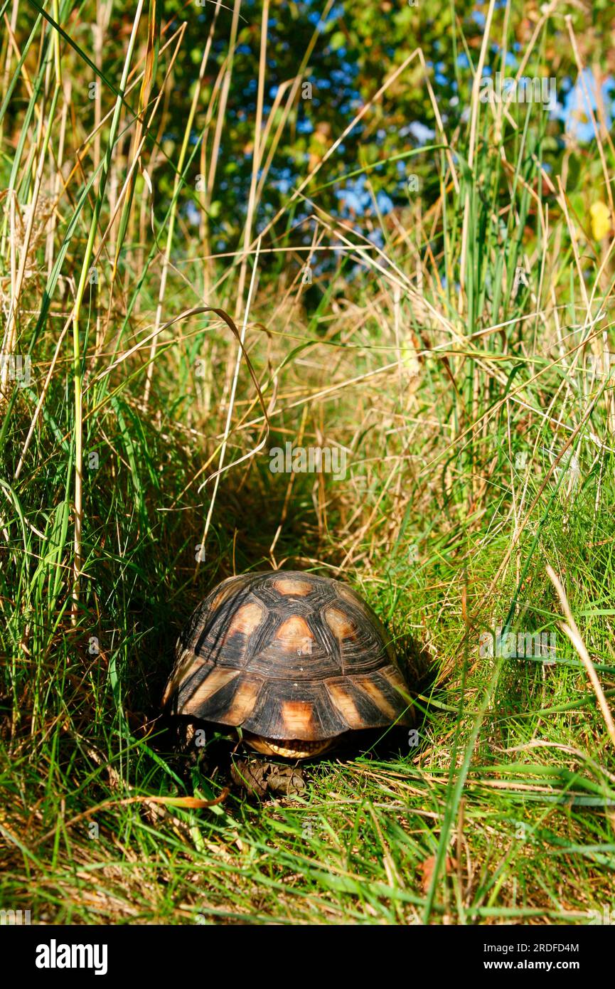 Marginated Tortoise (Testudo marginata Stock Photo - Alamy