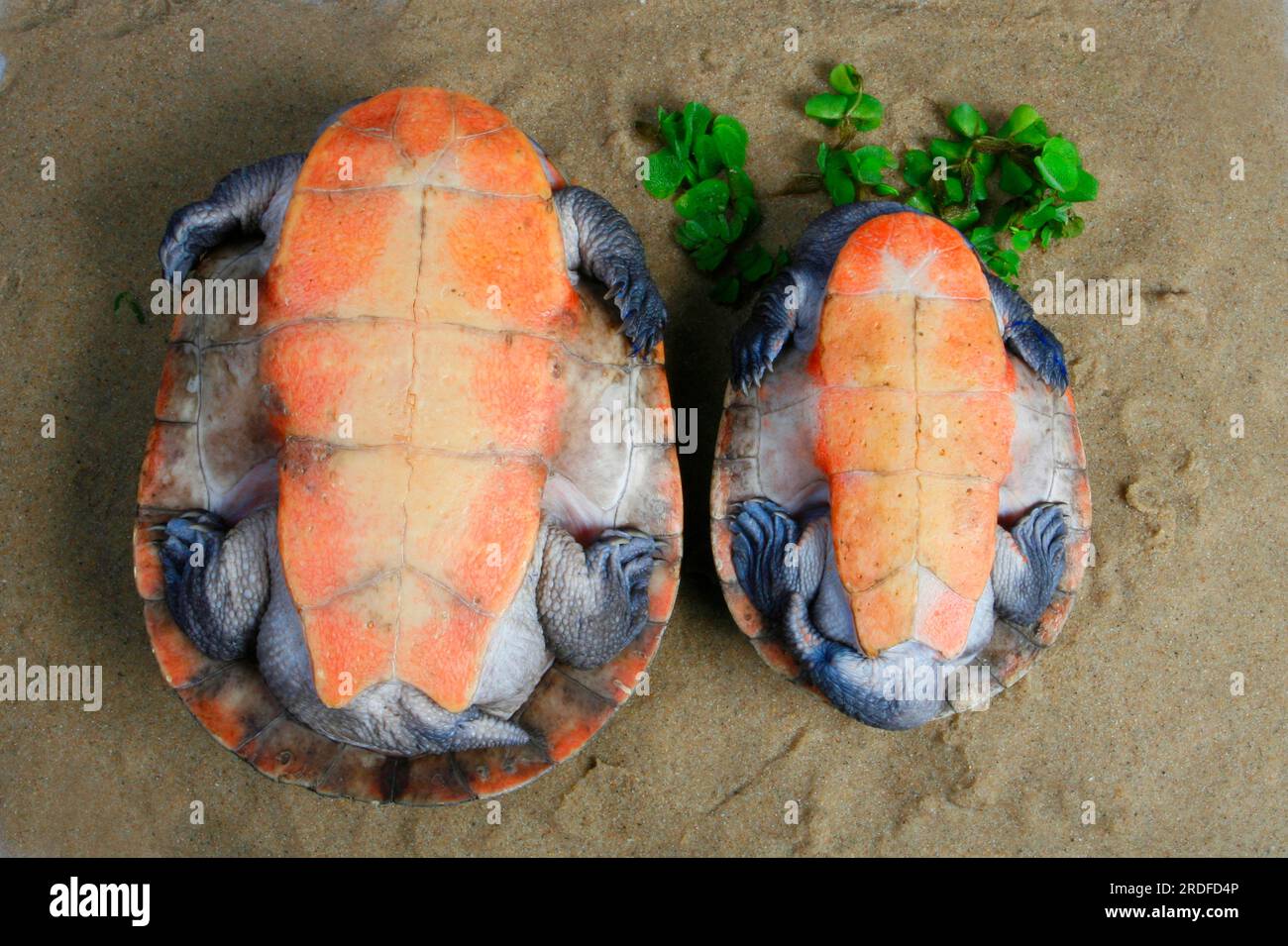 Red bellied short necked turtle hi-res stock photography and images - Alamy