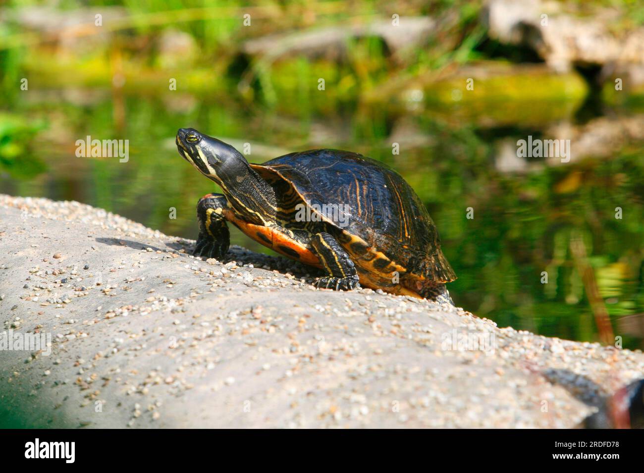 Yellow-bellied Slider (Trachemys scripta scripta Stock Photo - Alamy