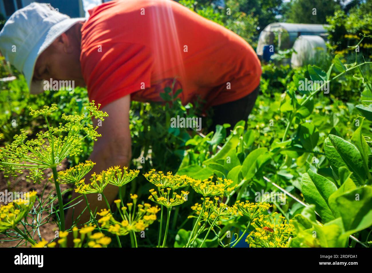 The farmer takes care of the plants in the vegetable garden on the farm ...