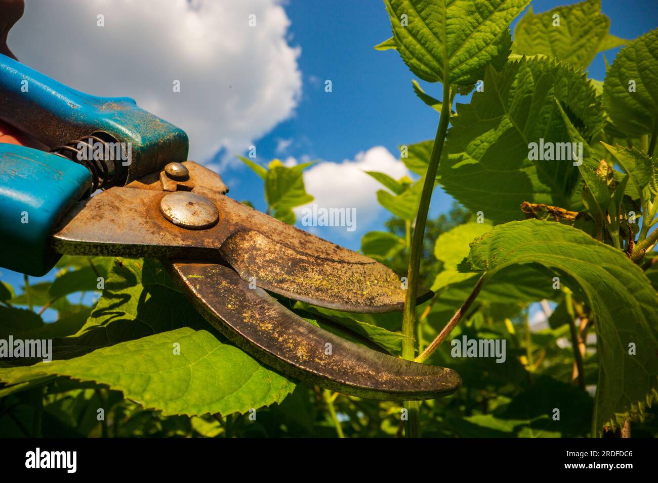 Farmer who make pruning of bushes with secateurs. Gardening Tools ...