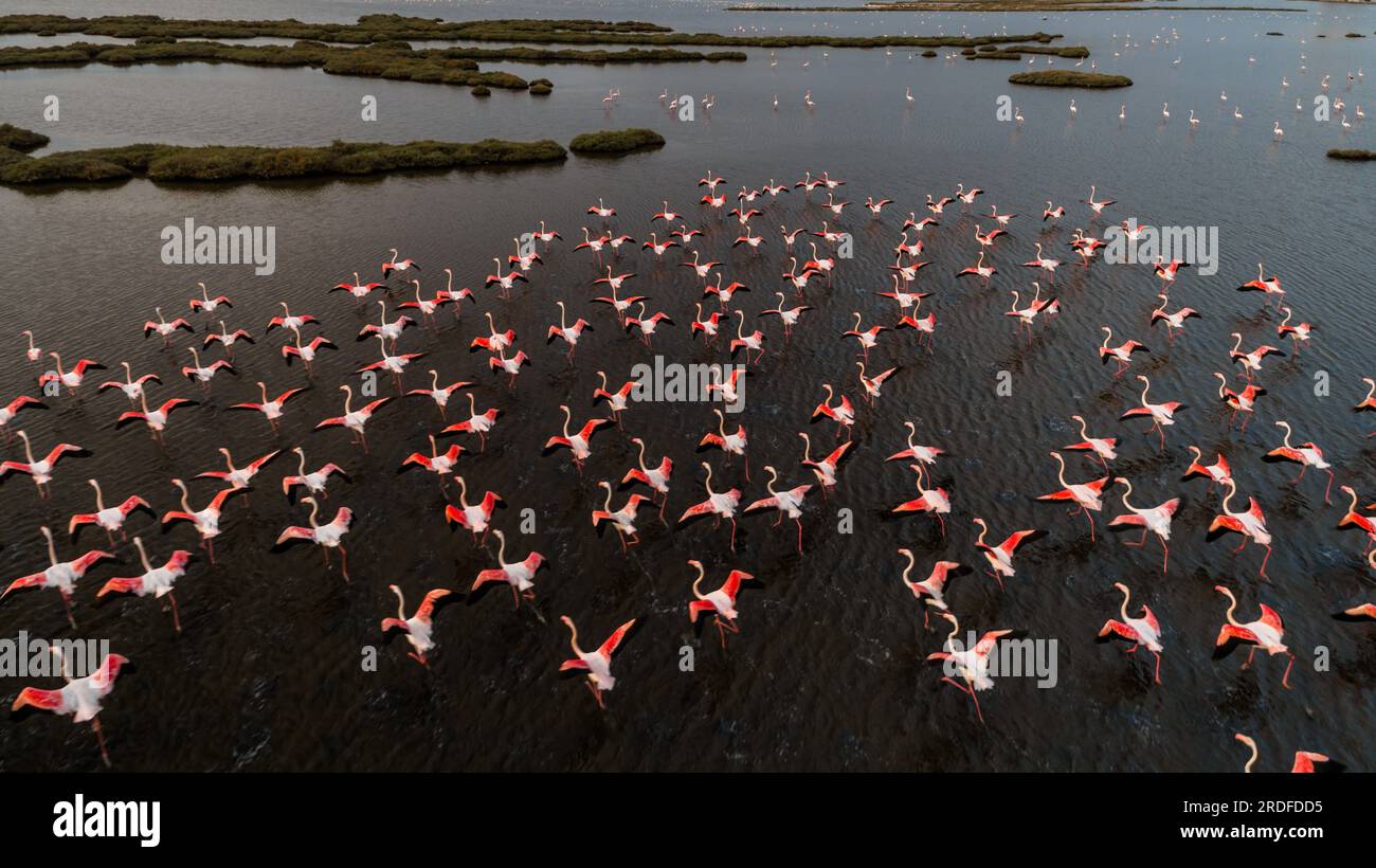 Pink flamingos in their natural environment with drone shooting Stock ...