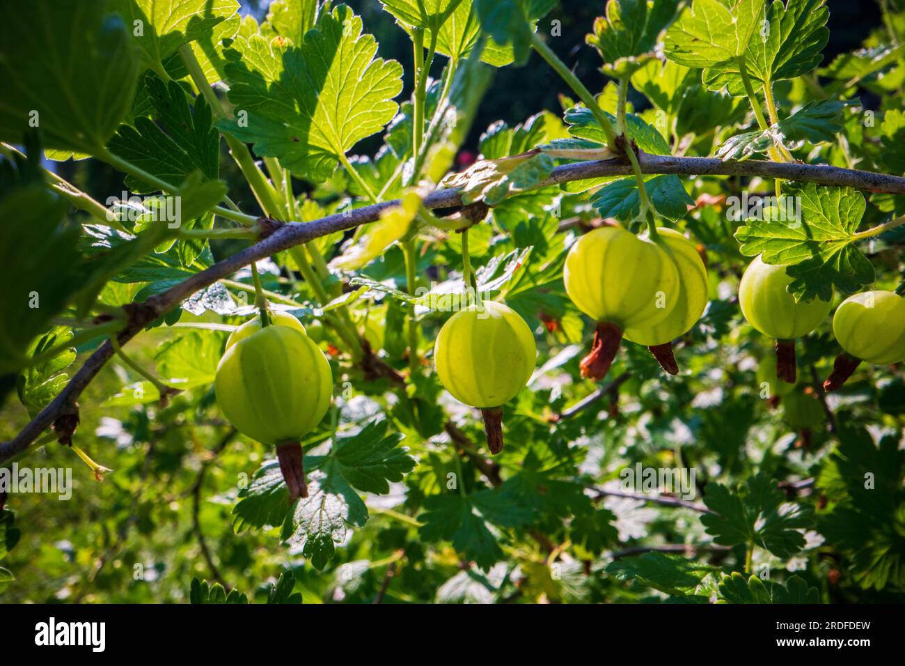 Ripe, juicy gooseberry. Garden fruit bush. Beautiful natural rural ...