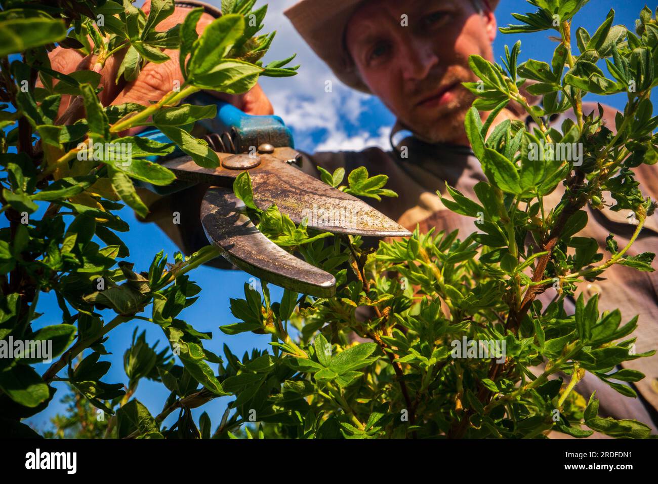 The farmer makes pruning of bushes with secateurs. Gardening Tools ...