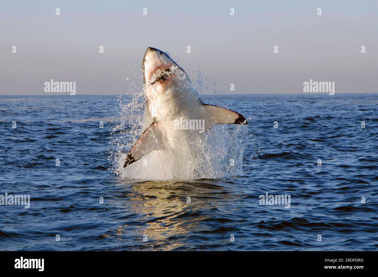 Great white shark (Carcharodon carcharias), False Bay, South Africa ...
