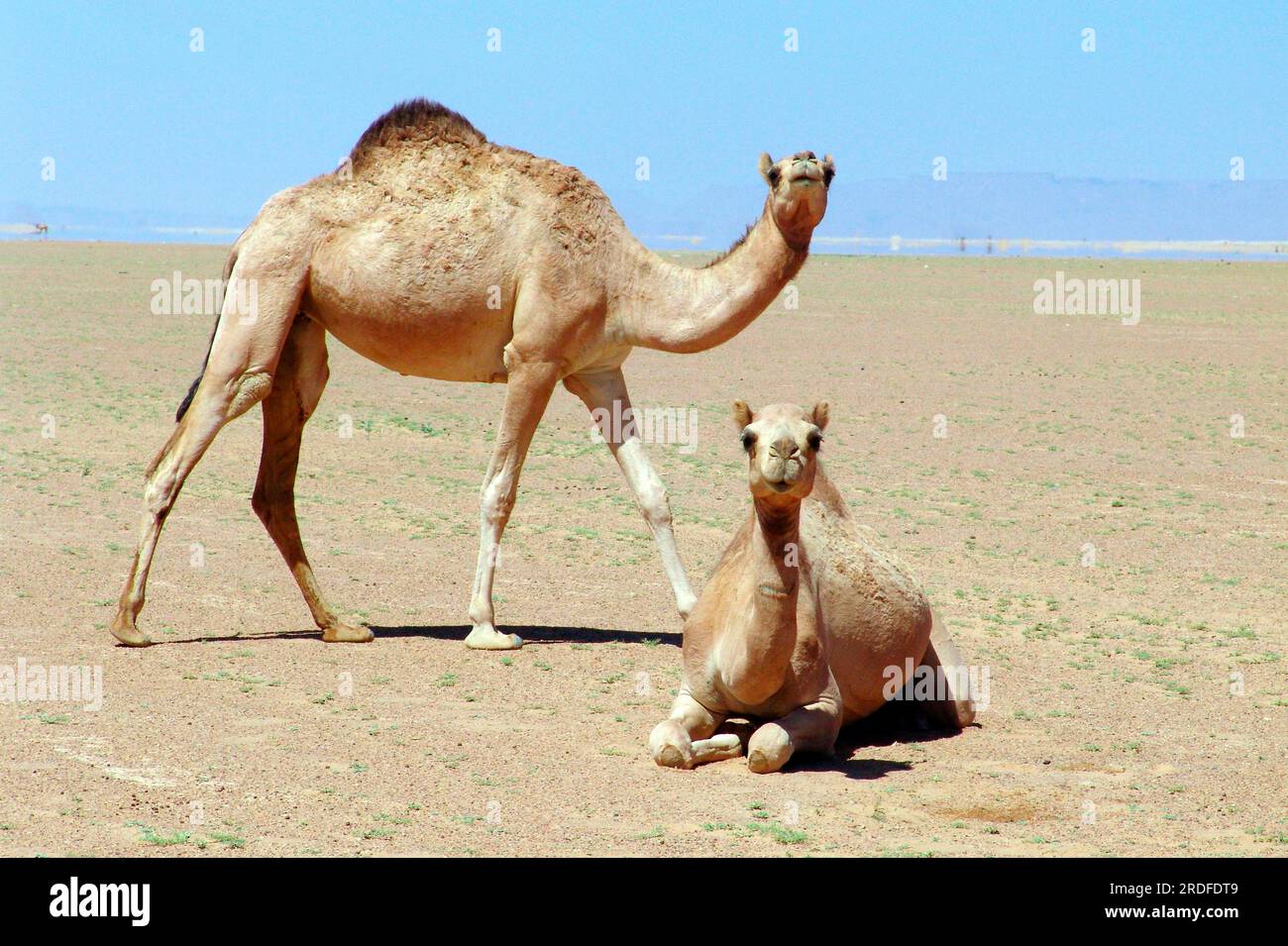 Oman and yemen hi-res stock photography and images - Alamy