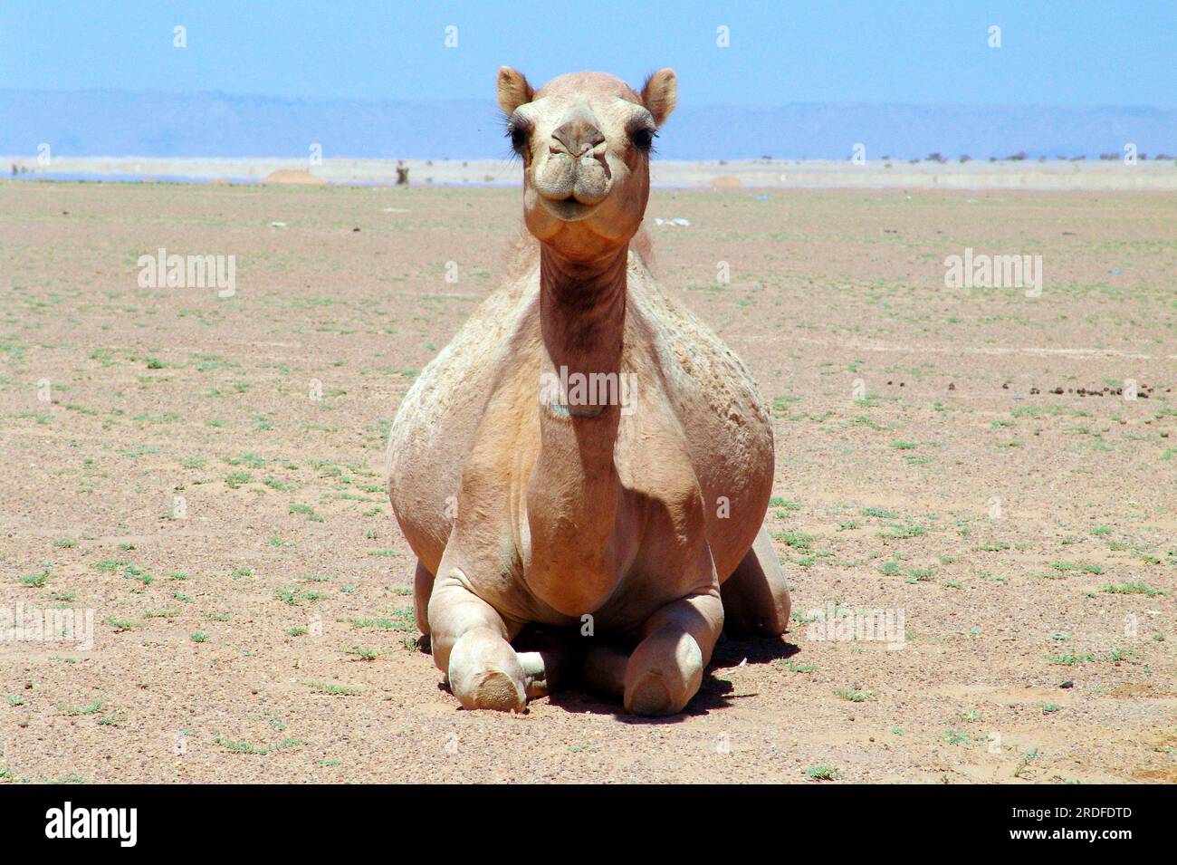 Dromedary figure hi-res stock photography and images - Alamy