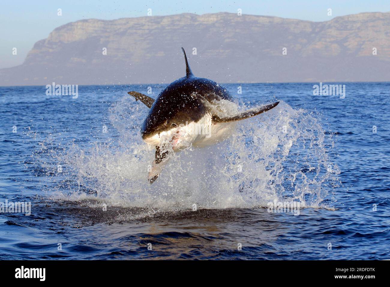 Great white shark (Carcharodon carcharias), False Bay, South Africa ...