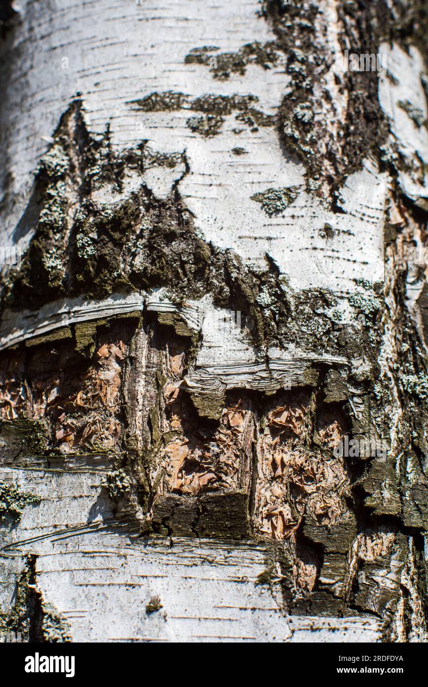 Relief texture of tree old bark close-up in the forest. Natural ...