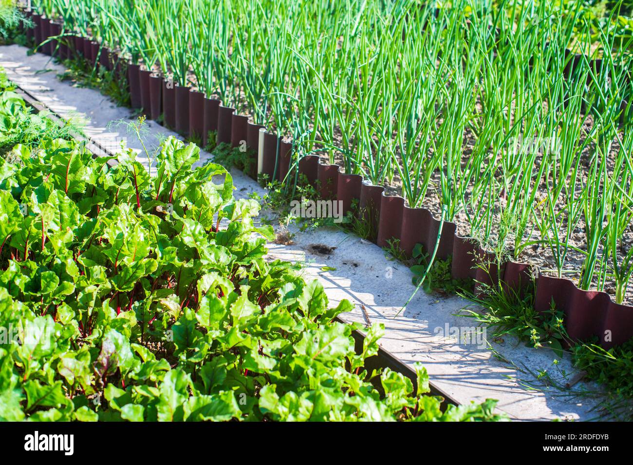 Crops planted in soil get ripe under sun. Cultivated land close up with ...