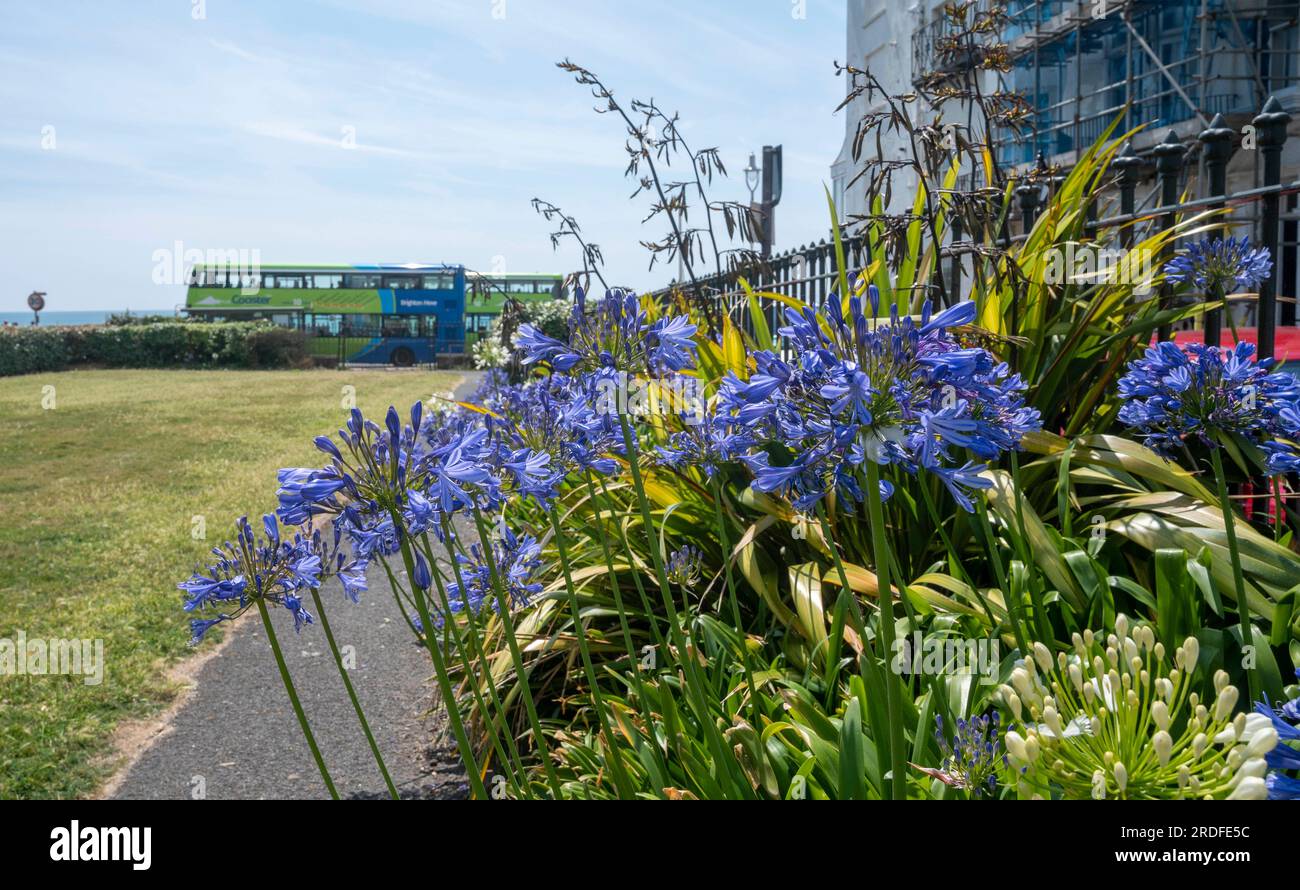 Blue and white Agapanthus flowers in bloom at New Steine Square ...