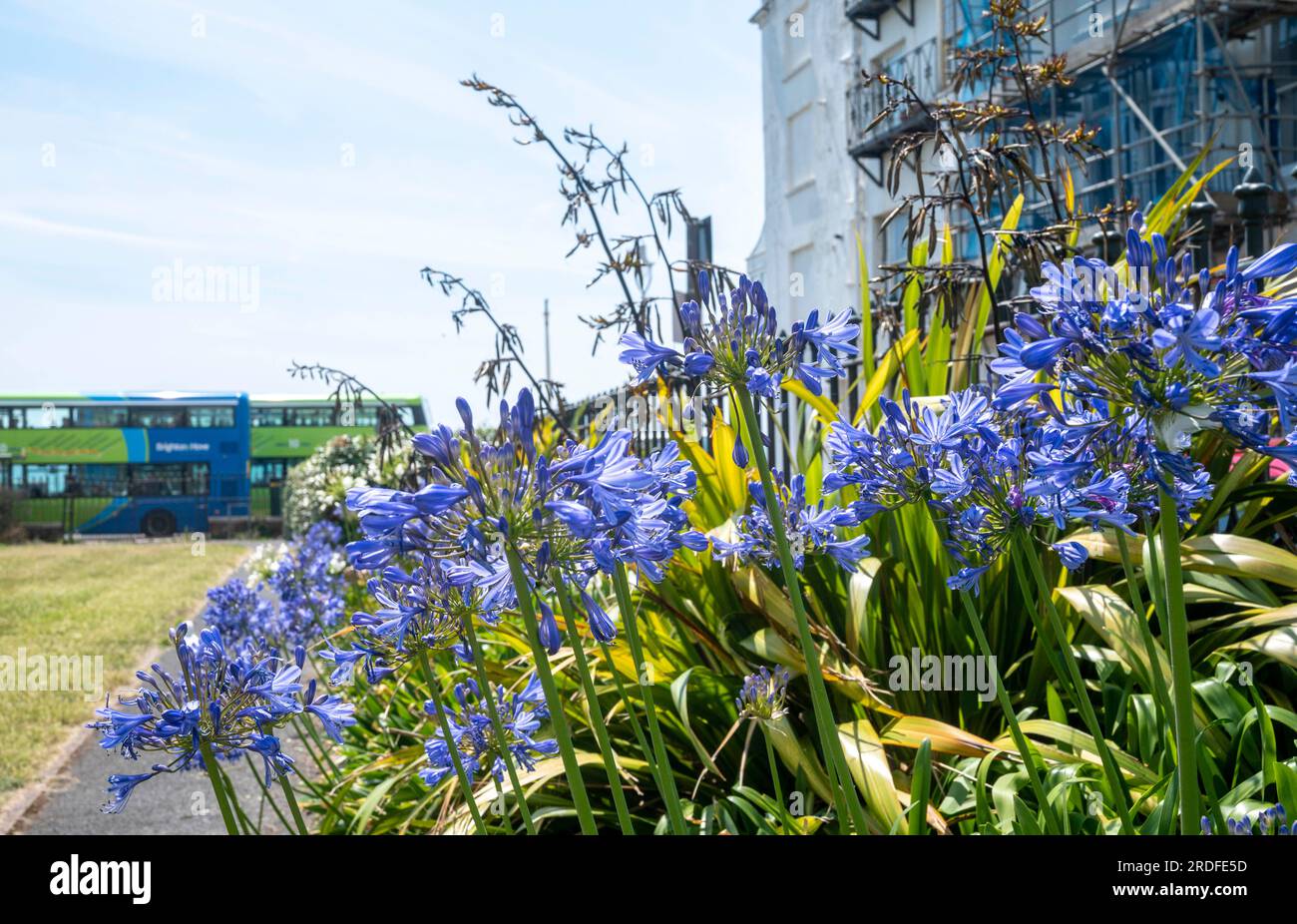 Blue and white Agapanthus flowers in bloom at New Steine Square ...