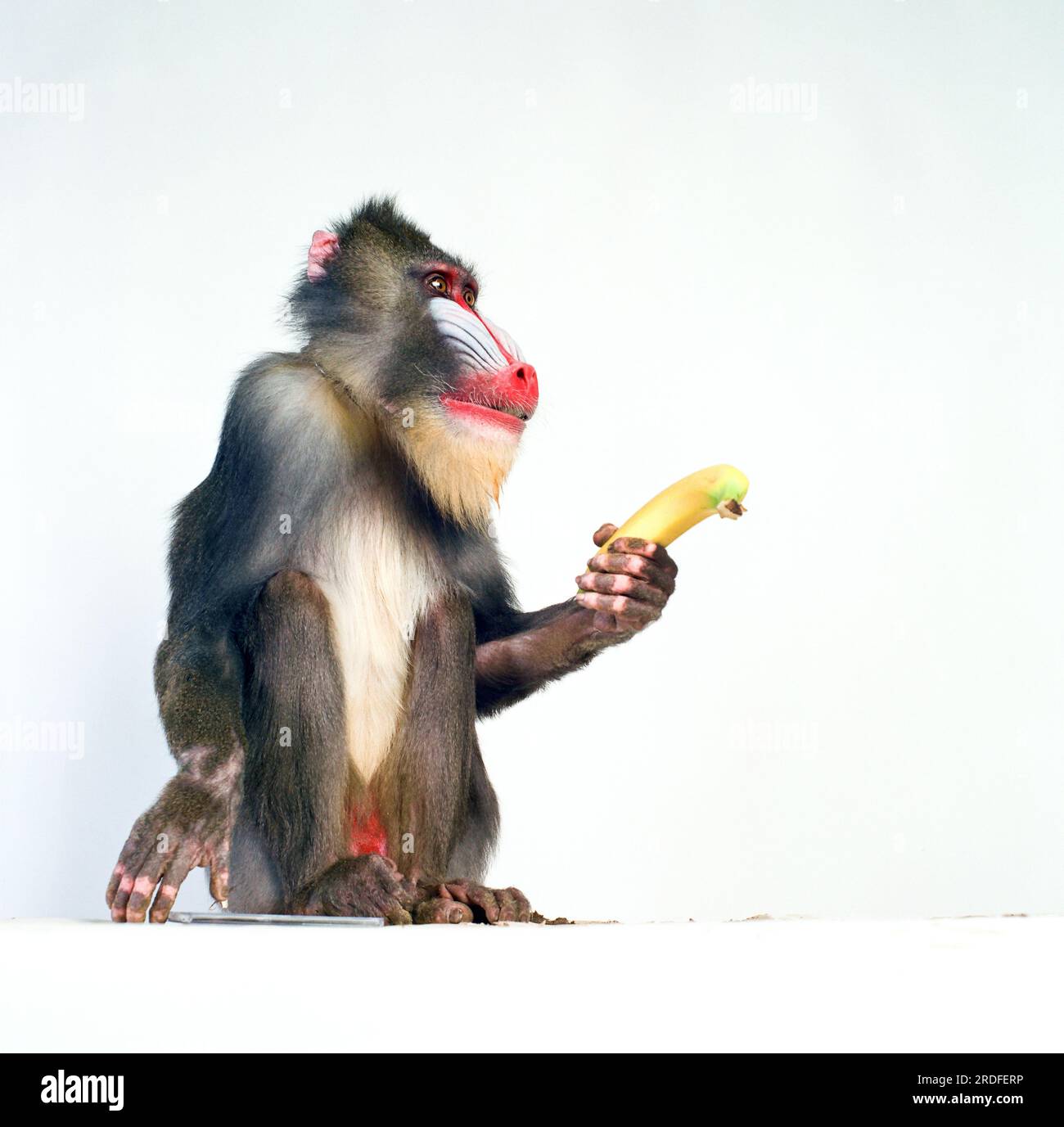 Mandrill Monkey in the studio Stock Photo - Alamy