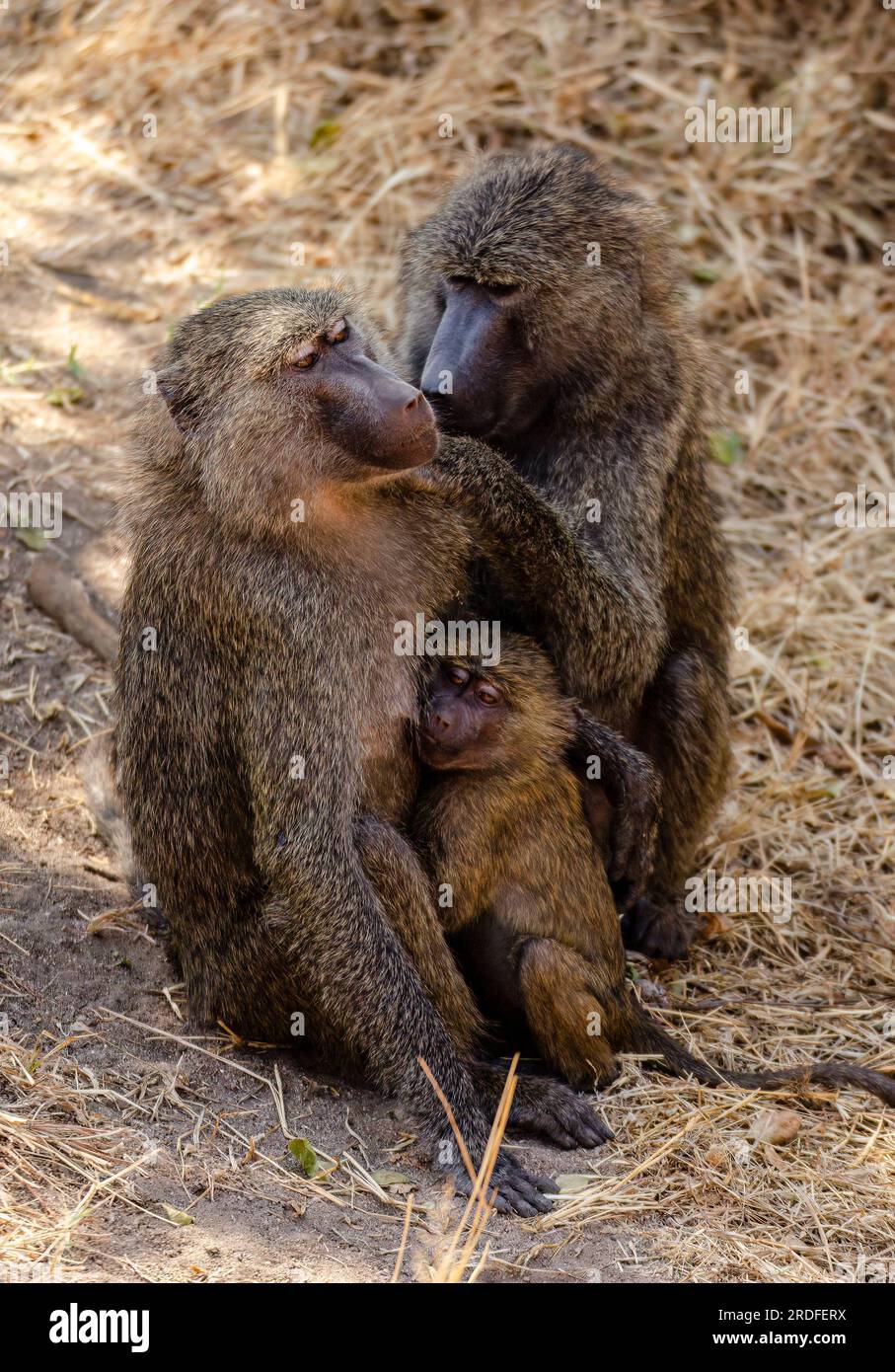 OLIVE PAIPON FAMILY PHOTOGRAPHED AT LAKE MANYARA NATIONAL PARK IN ...