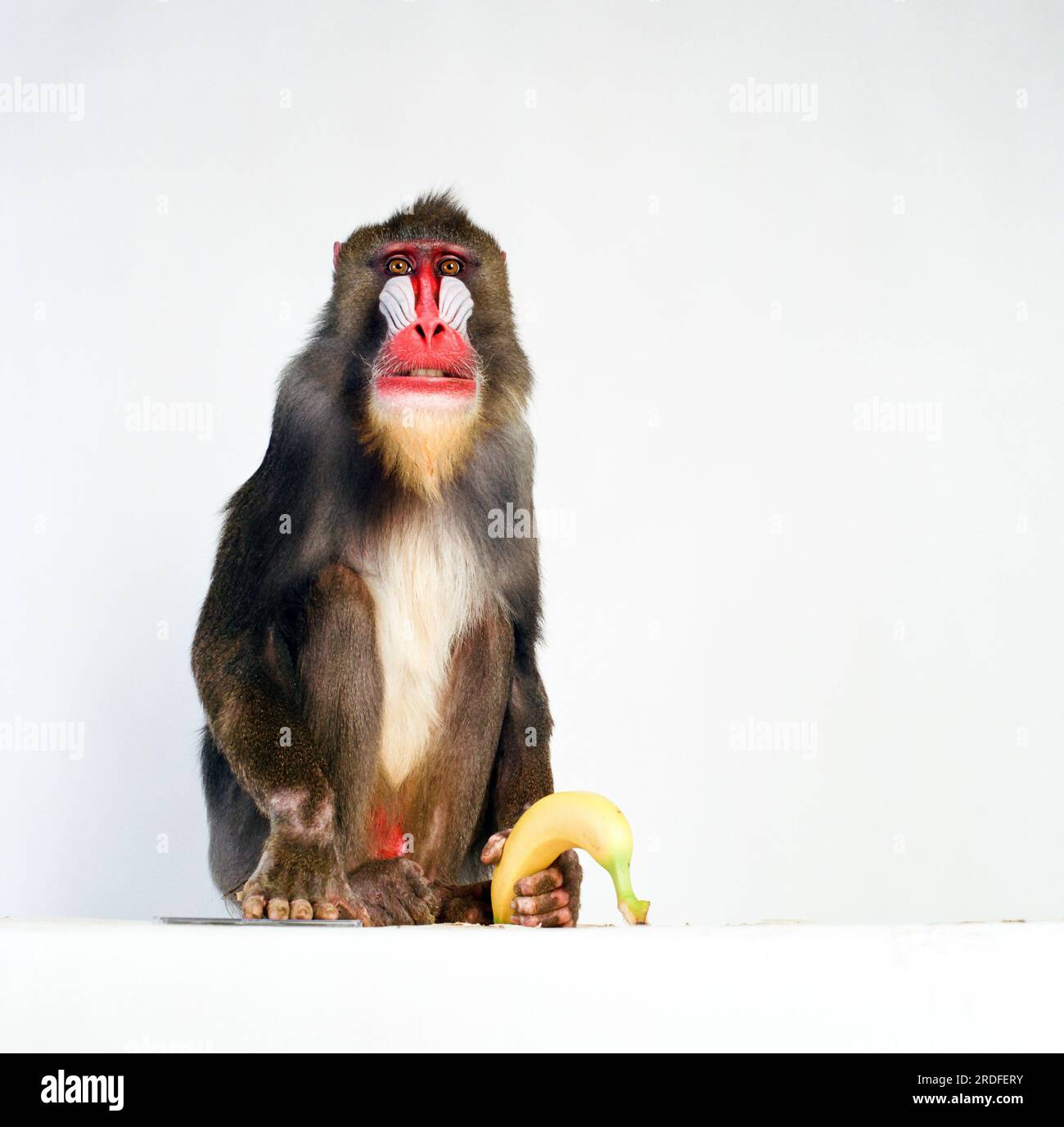 Mandrill studio hi-res stock photography and images - Alamy