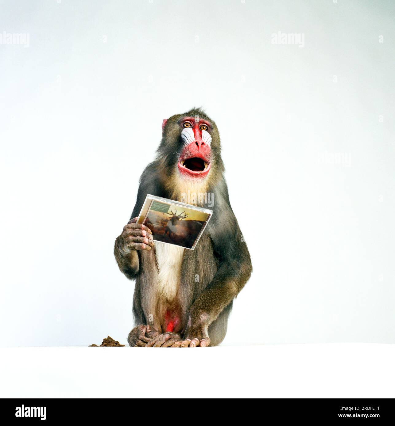 Mandrill Monkey in the studio Stock Photo - Alamy