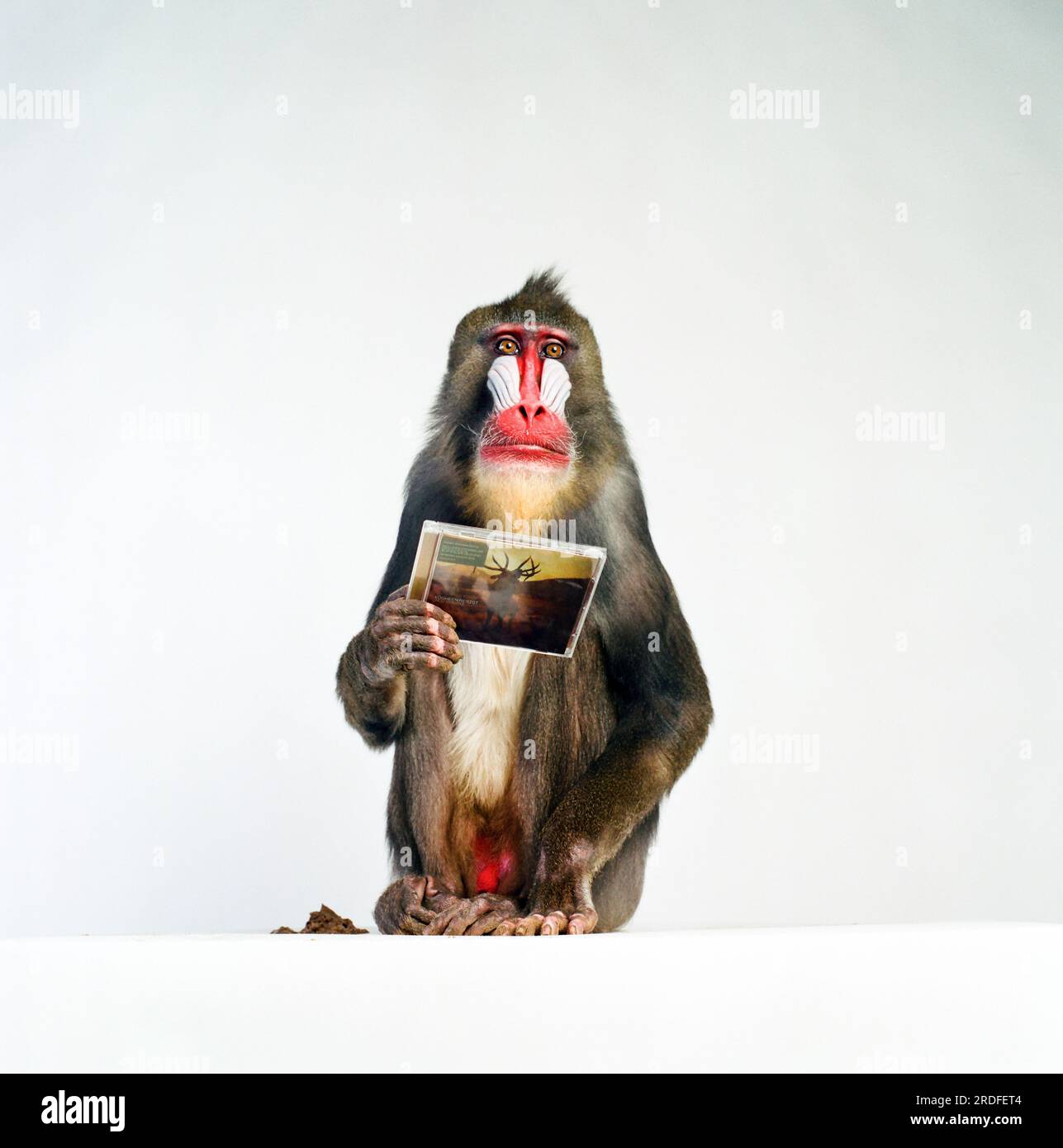 Mandrill Monkey in the studio Stock Photo - Alamy