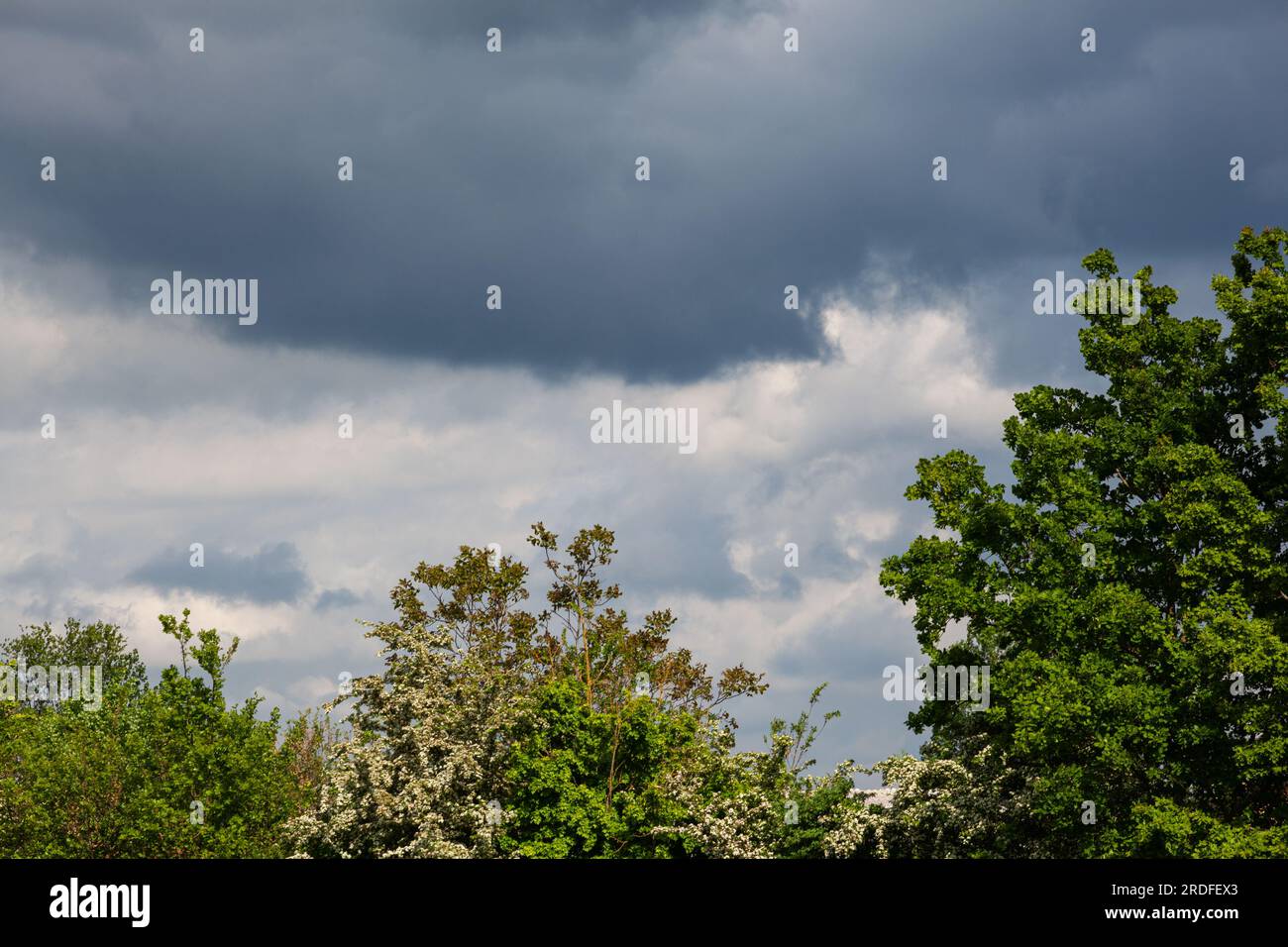The weather before the rain. Dark clouds above the trees Stock Photo ...
