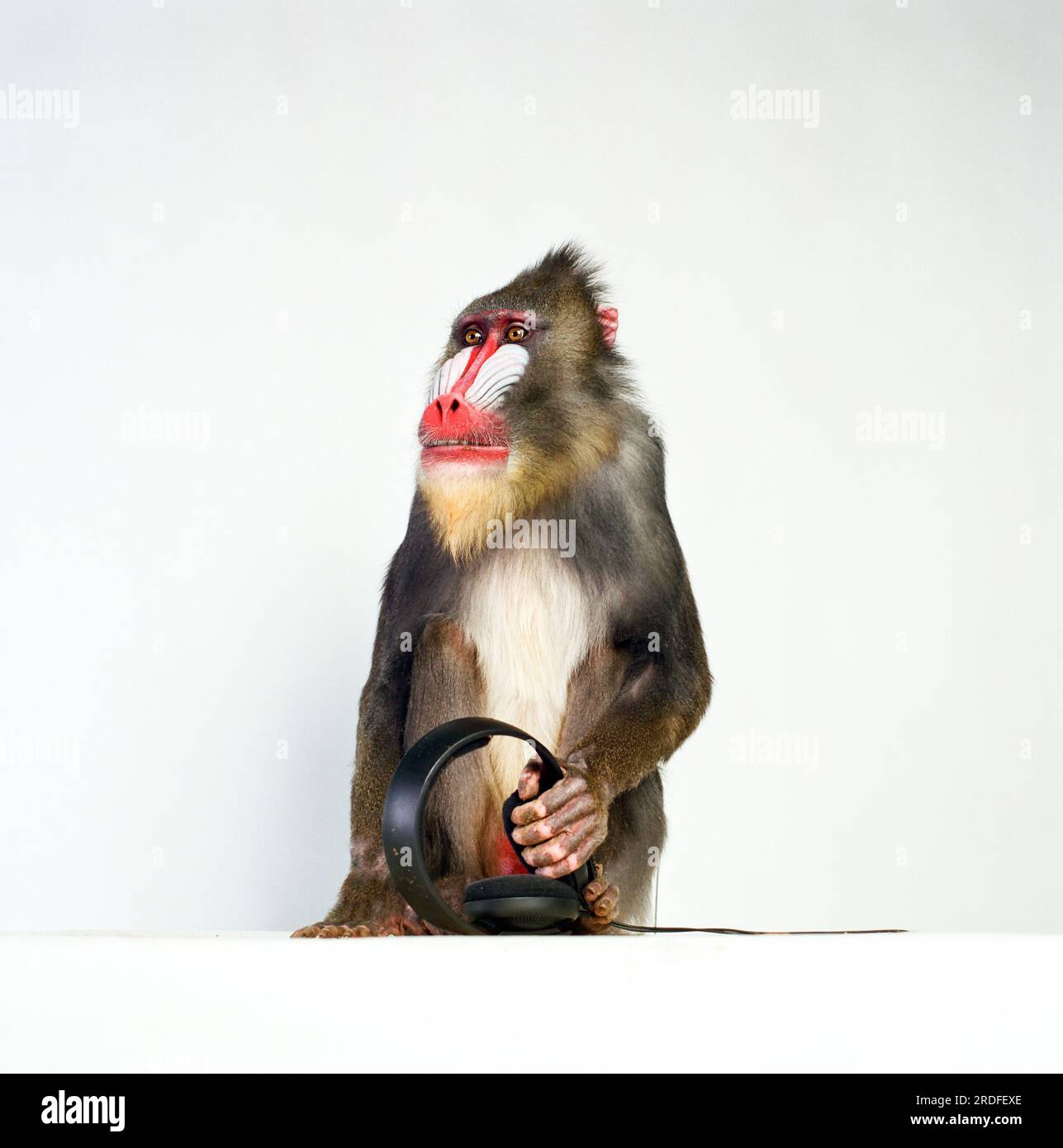 Mandrill Monkey in the studio Stock Photo - Alamy