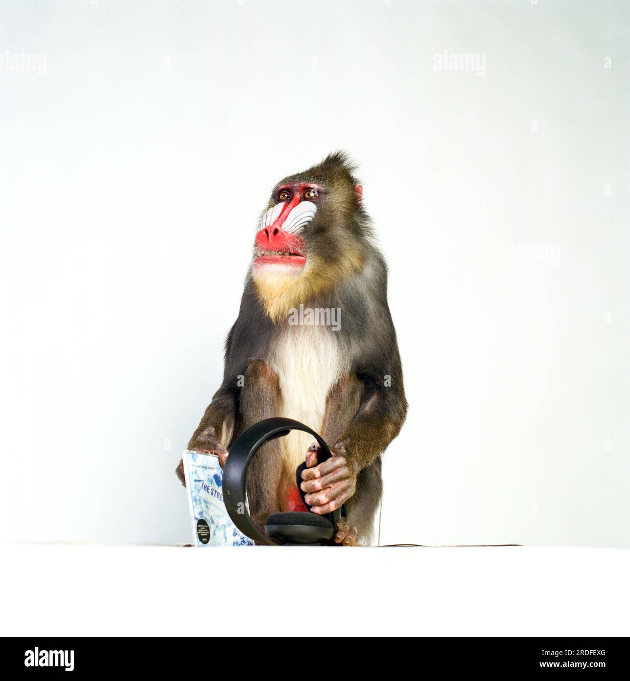 Mandrill Monkey in the studio Stock Photo - Alamy