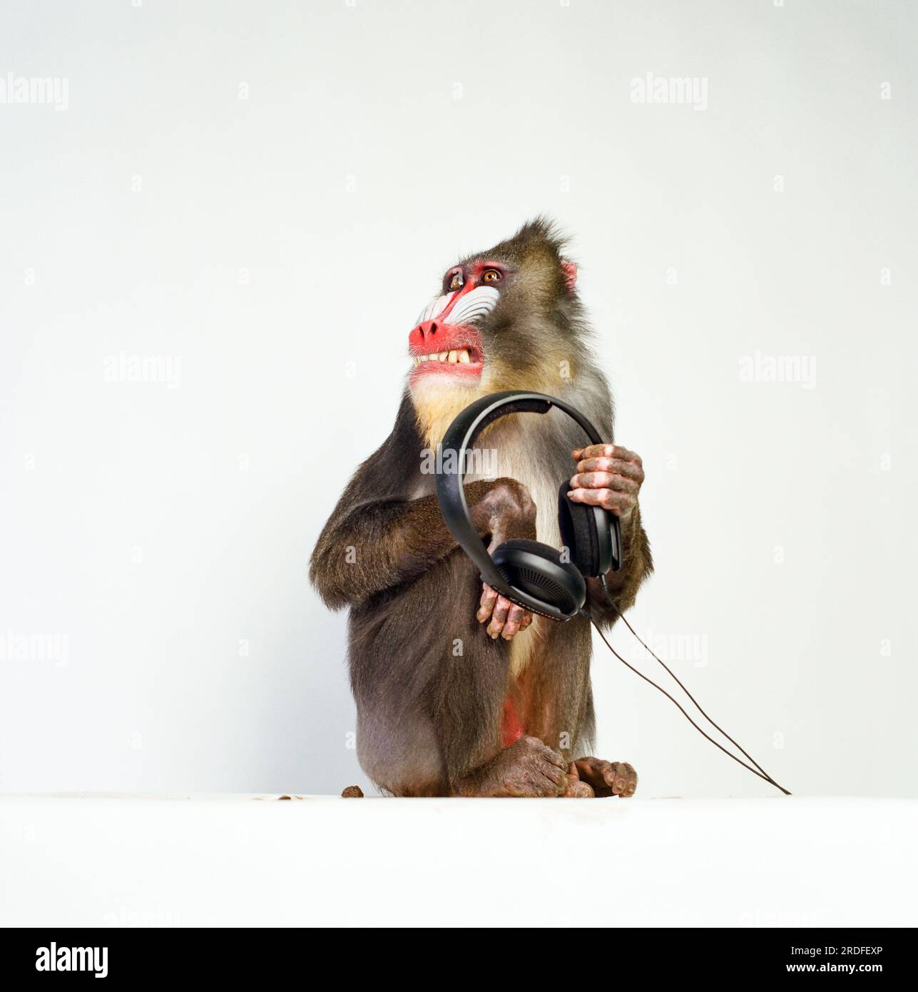 Mandrill Monkey in the studio Stock Photo - Alamy