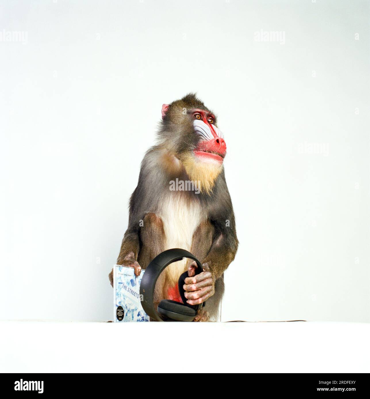 Mandrill Monkey in the studio Stock Photo - Alamy