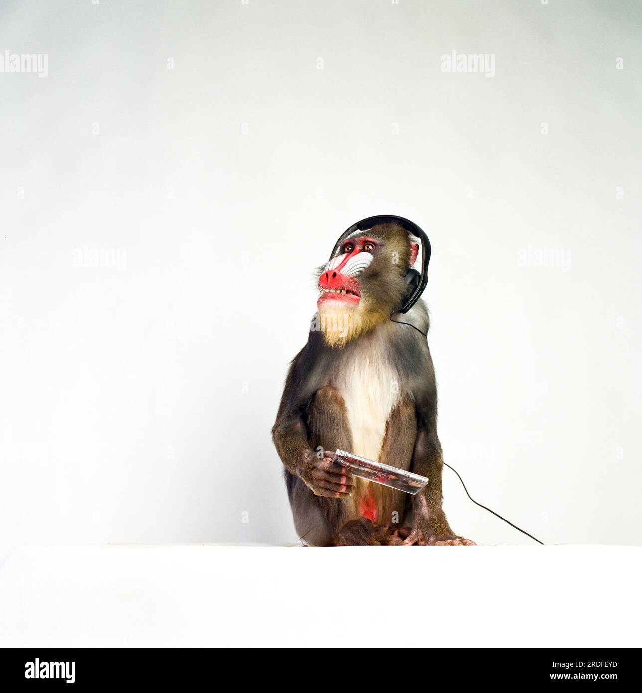 Mandrill Monkey in the studio Stock Photo - Alamy