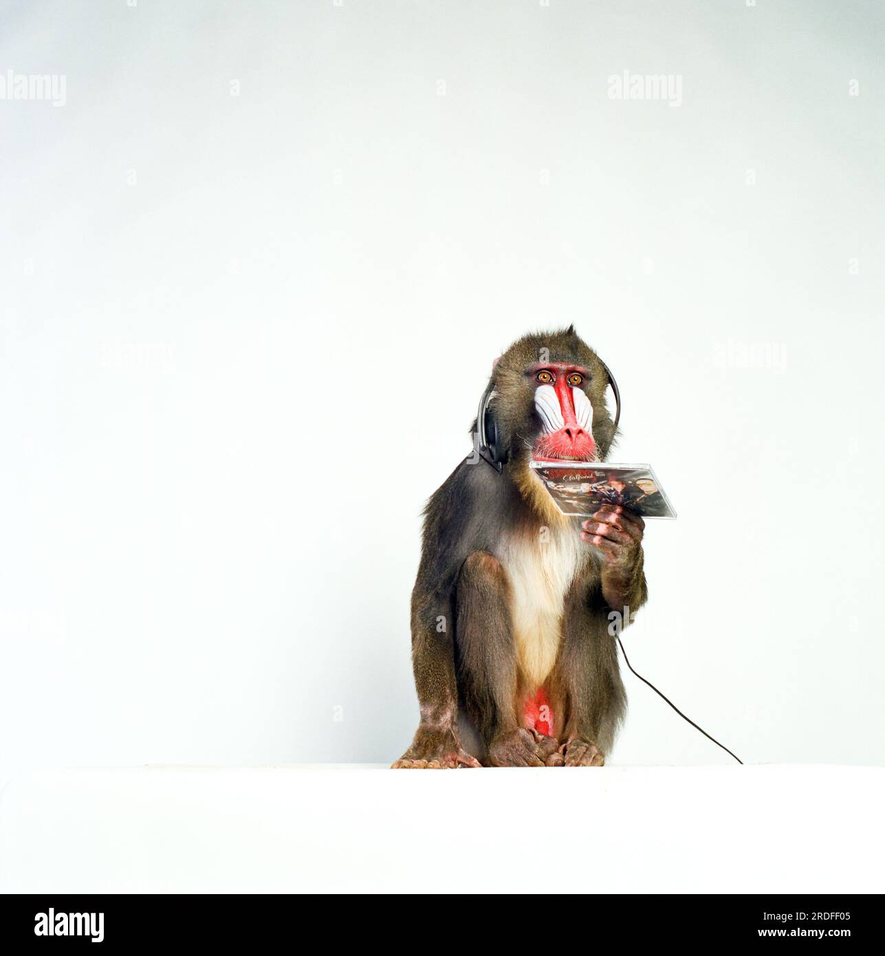 Mandrill Monkey in the studio Stock Photo - Alamy