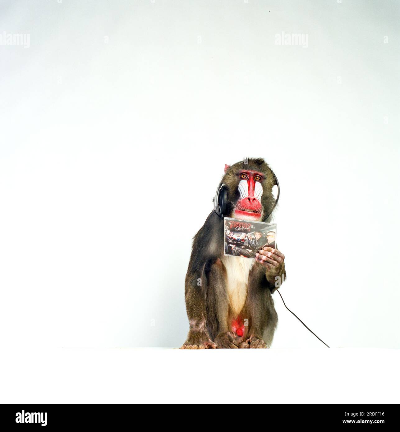 Mandrill studio hi-res stock photography and images - Alamy