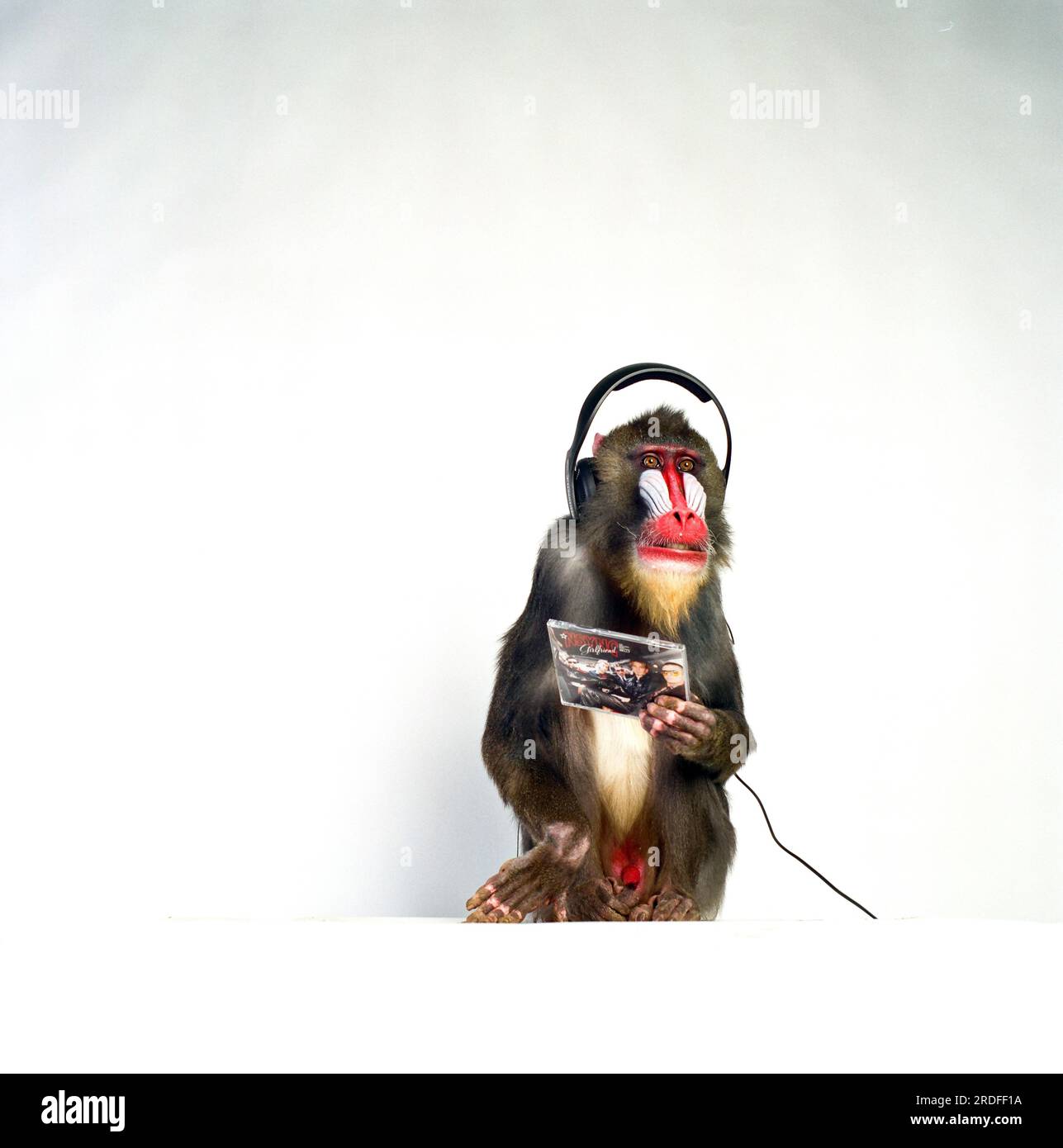 Mandrill Monkey in the studio Stock Photo - Alamy