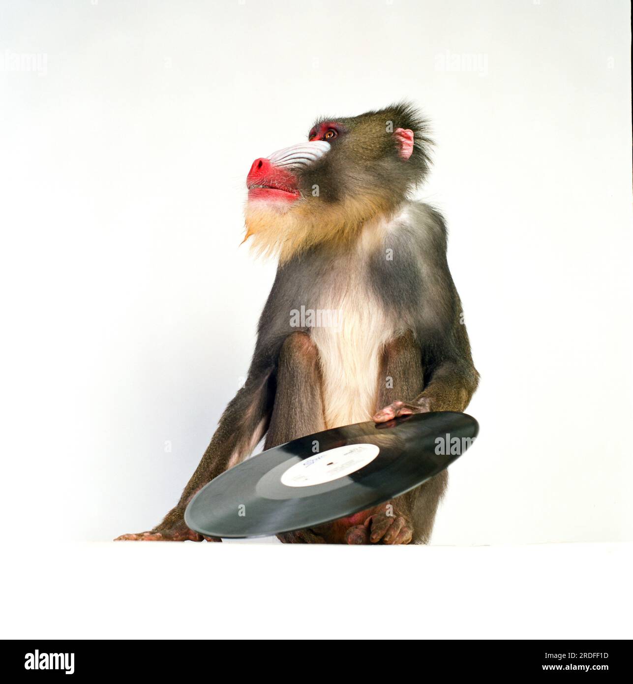 Mandrill Monkey in the studio Stock Photo - Alamy
