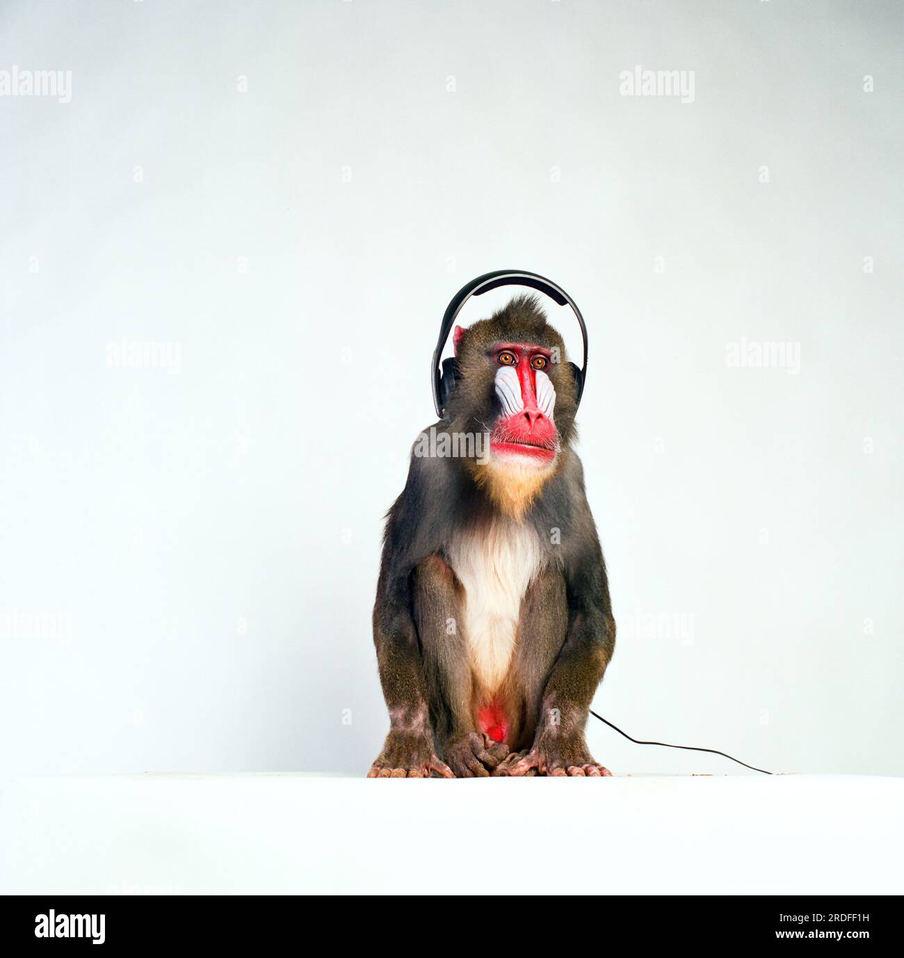 Mandrill Monkey in the studio Stock Photo - Alamy