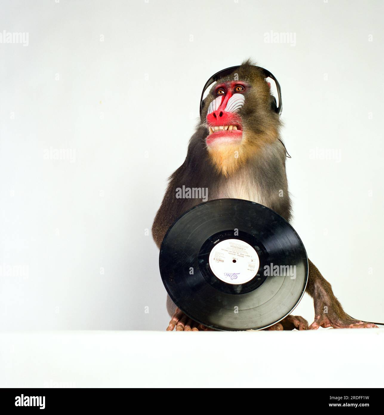Mandrill Monkey in the studio Stock Photo - Alamy