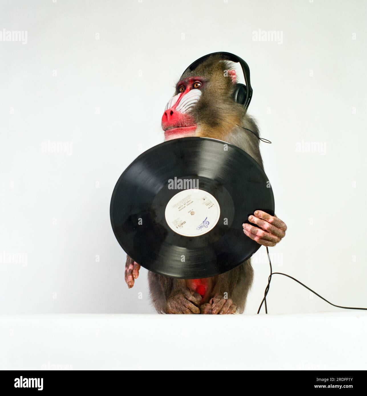 Mandrill Monkey in the studio Stock Photo - Alamy