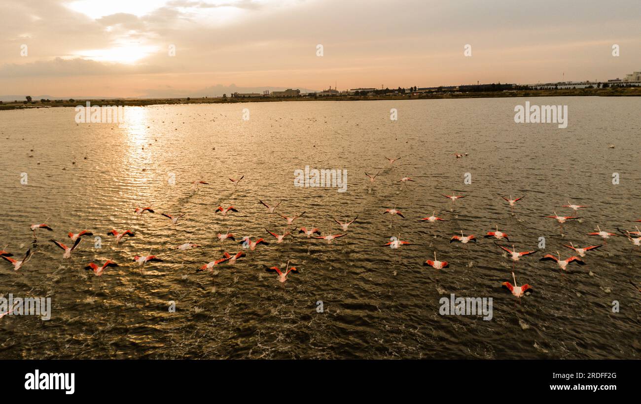 Pink flamingos in their natural environment with drone shooting Stock ...