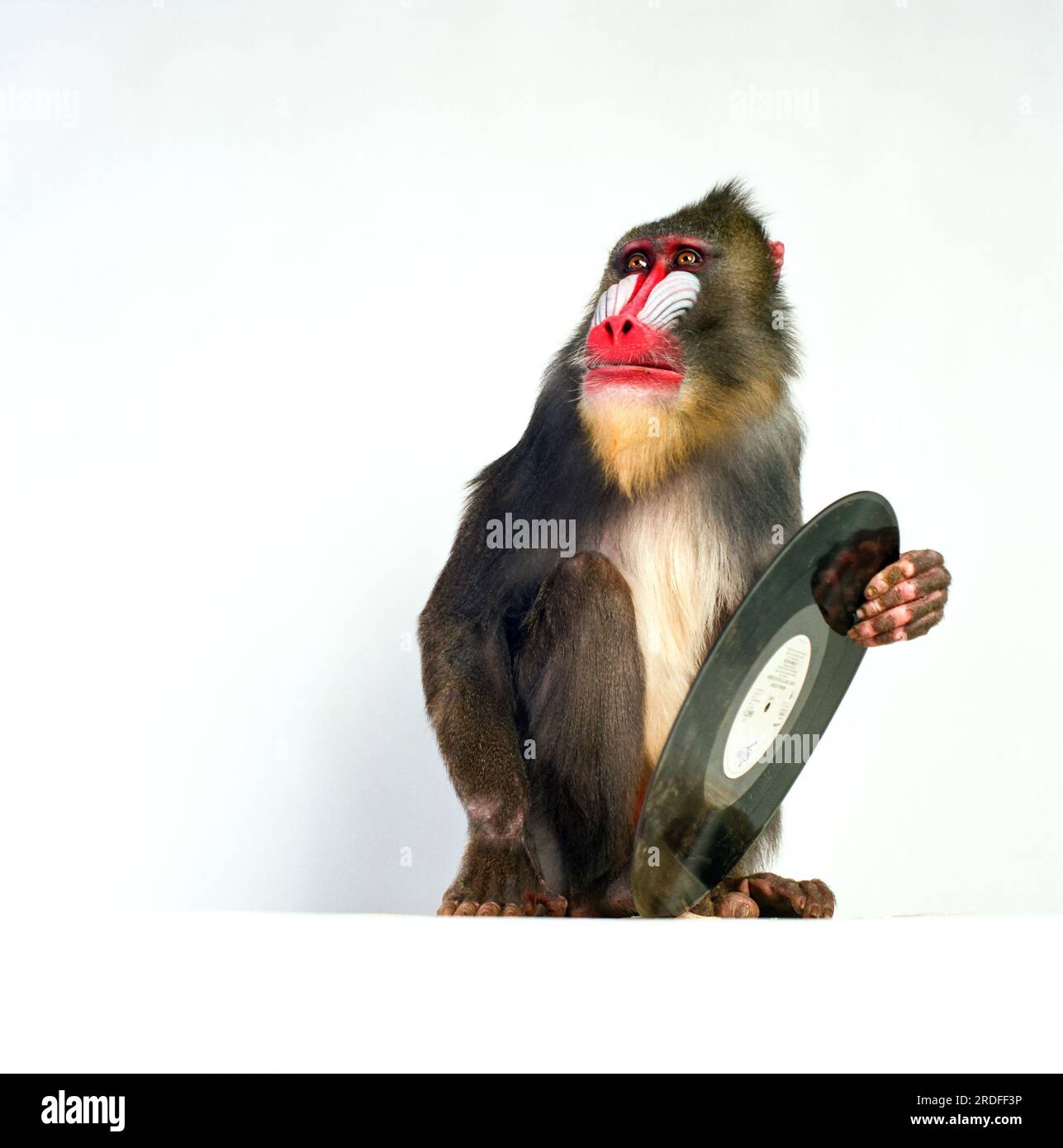 Mandrill Monkey in the studio Stock Photo - Alamy