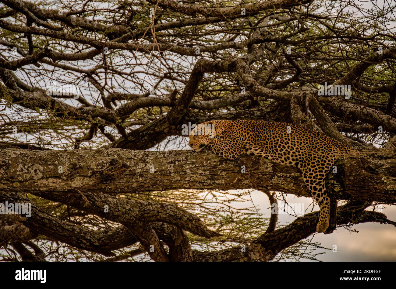 PHOTOGRAPH OF A MALE LEOPARD LYING ON AN ACACIA TREE DURING A SUNSET IN THE SERENGETI, TANZANIA ...