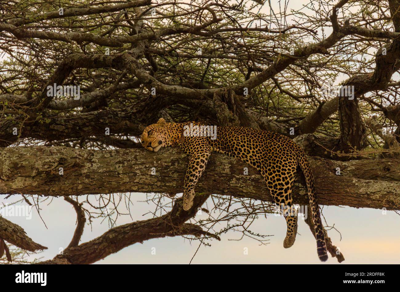 PHOTOGRAPH OF A MALE LEOPARD LYING ON AN ACACIA TREE DURING A SUNSET IN THE SERENGETI, TANZANIA ...