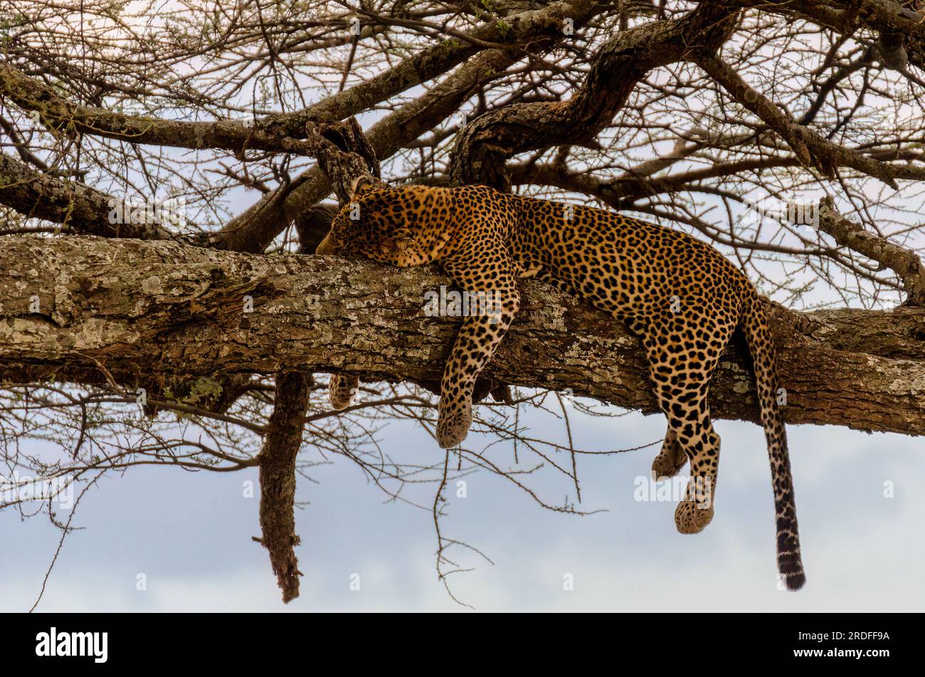 PHOTOGRAPH OF A MALE LEOPARD LYING ON AN ACACIA TREE DURING A SUNSET IN ...