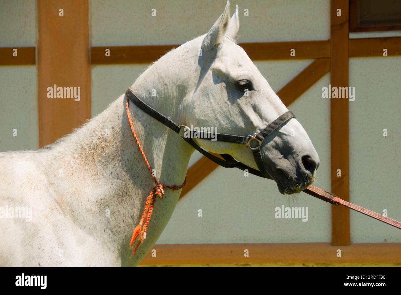 Akhal-Teke horse, stud, Ashgabat, Turkmenistan, Asgabat, page, profile ...