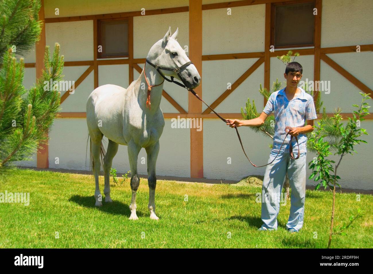 Boy with Akhal-Teke horse, stud farm, Ashgabat, Turkmenistan, Asgabat ...