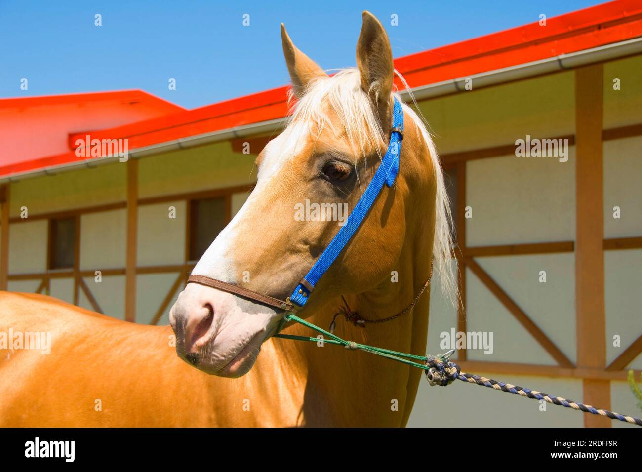 Akhal-Teke Horse, Stud Farm, Ashgabat, Turkmenistan, Asgabat Stock ...