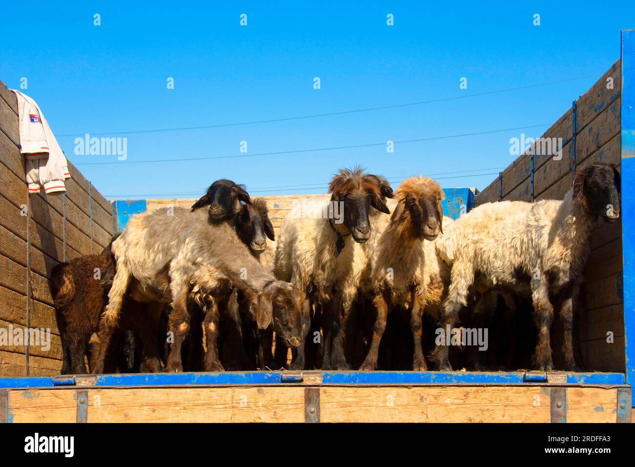 Tolkutscha bazaar, sheep and goats on trucks, Ashgabat, Turkmenistan ...