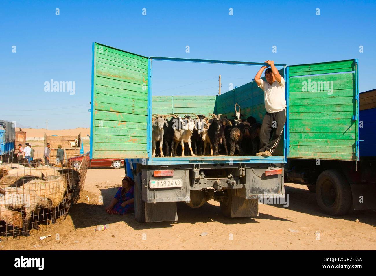 Tolkutscha bazaar, sheep and goats on trucks, Ashgabat, Turkmenistan ...