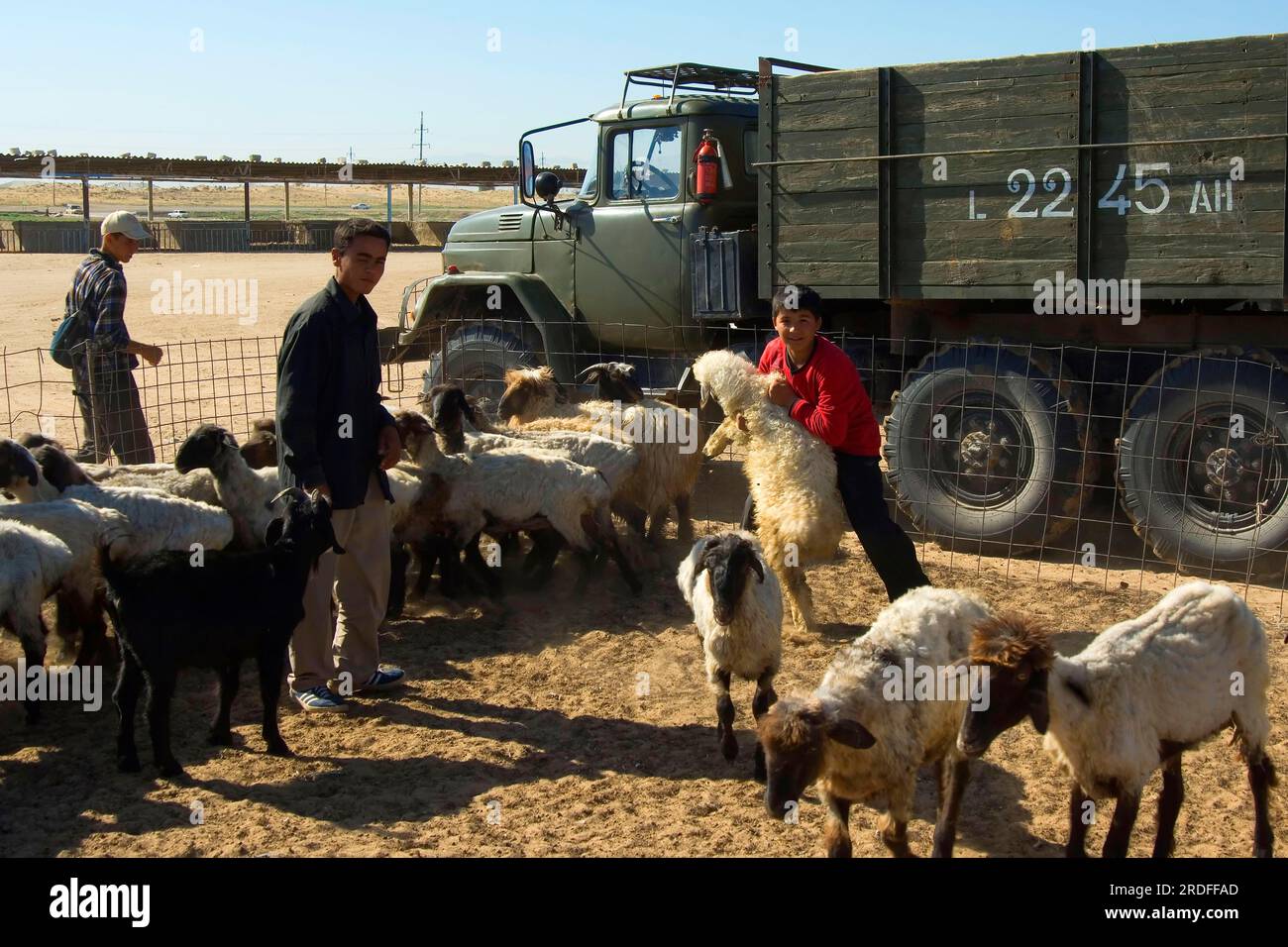 Tolkutscha bazaar, sale of sheep and goats, Ashgabat, Turkmenistan ...