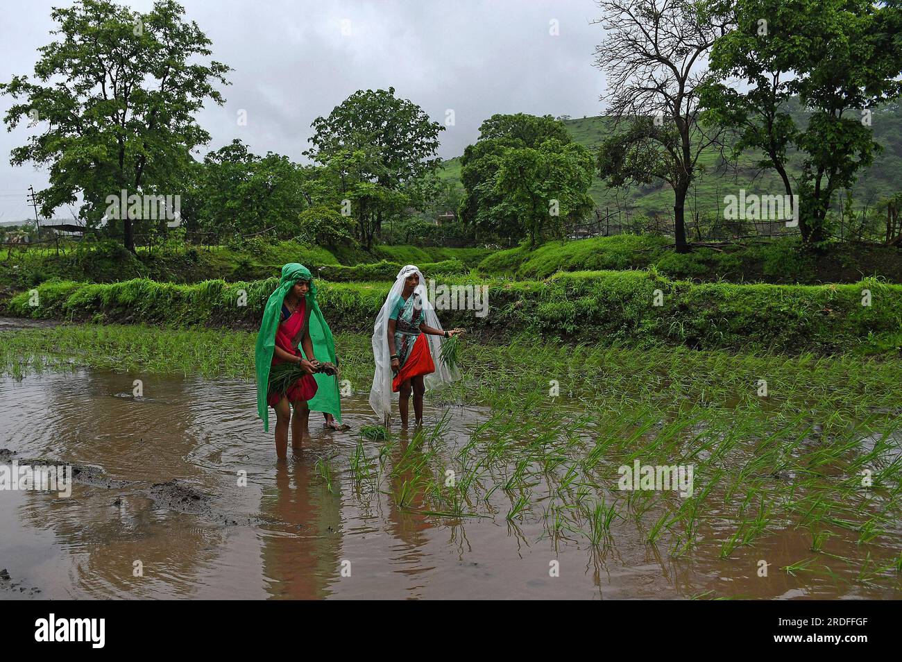 Mumbai, India. 20th July, 2023. Women wearing raincoats seen sow rice ...