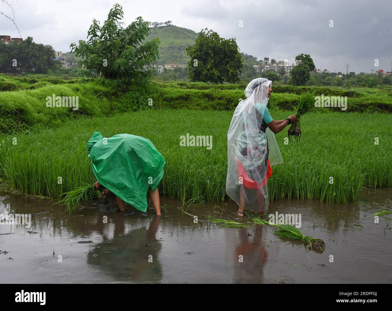 Mumbai, India. 20th July, 2023. Women wearing raincoats seen sow rice ...