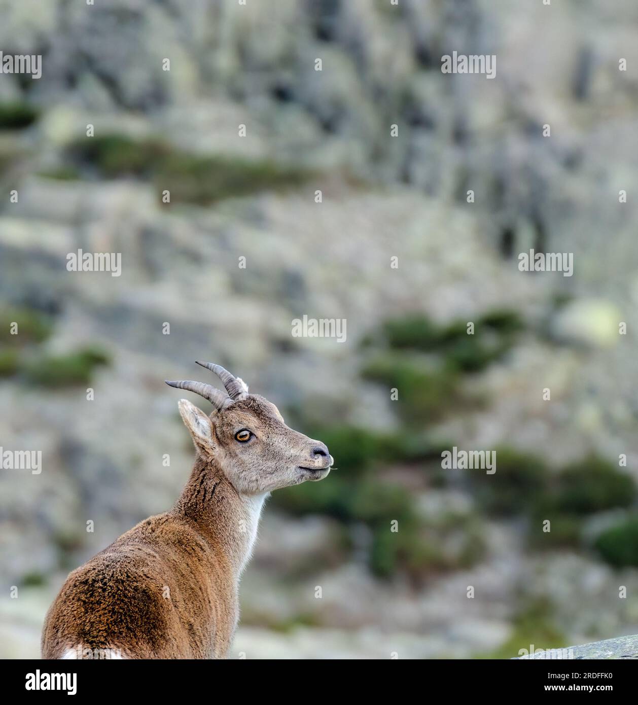 Fauna fauna española españa hi-res stock photography and images - Alamy