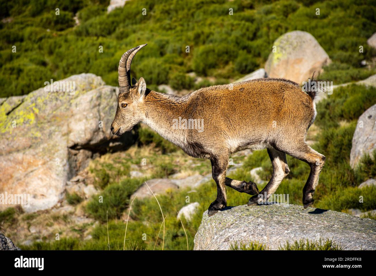 PHOTOGRAPH OF IBERIAN IBEX GOAT IN HEAT IN THE SIERRA DE GREDOS, TAKEN ...