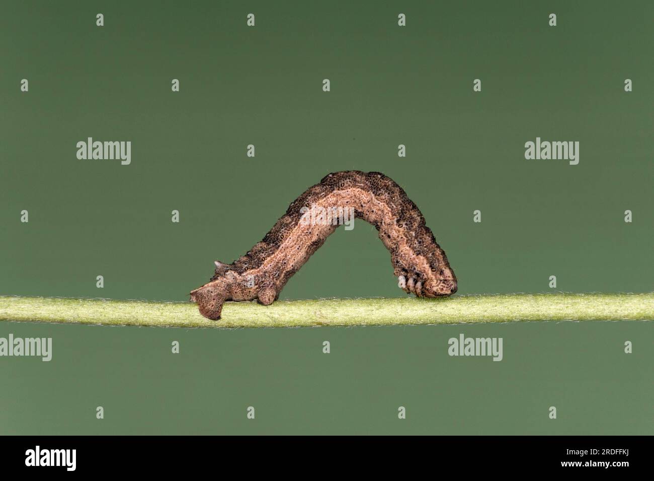 Caterpillar of the great stone moth (Gnophos furvata), Valais ...